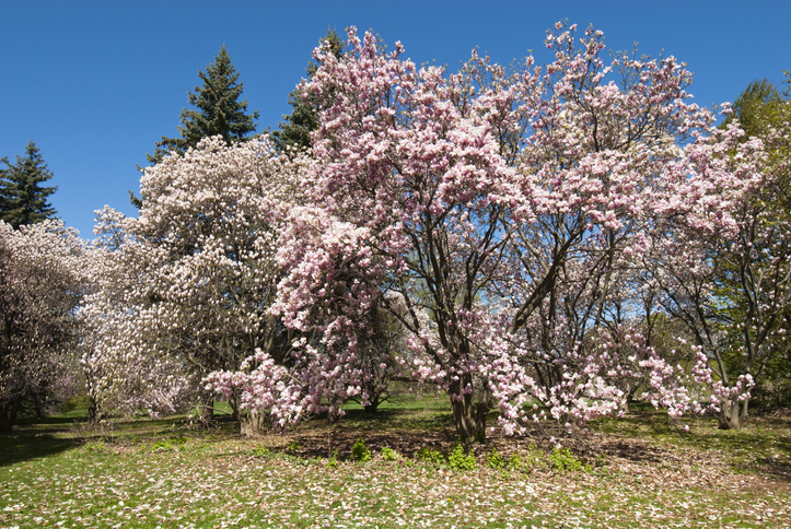 Things To Do In Burlington In The Spring - Burlington Real Estate Blog